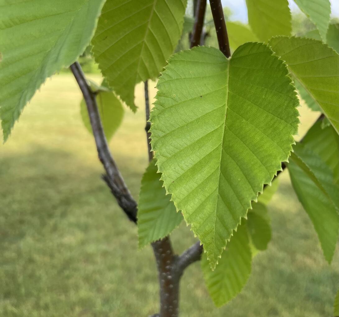 Yellow Birch | CMP Tree Selection Tool